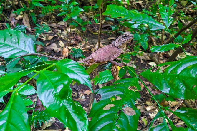 Half Day Trekking Cat Ba National Park - Scenic Coastal Drive and the Viewing Tower