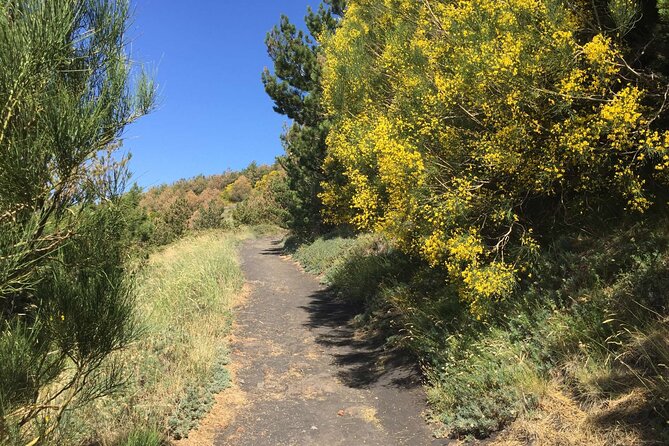 Half Day Trekking Tour on Etna - The Sum Up