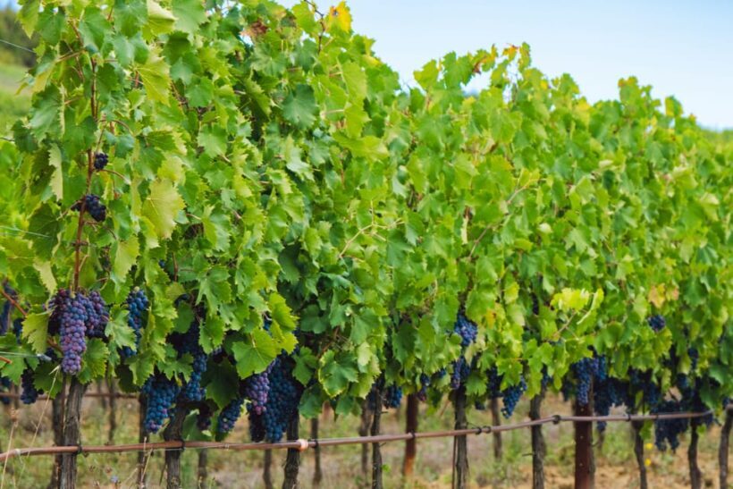 Half-Day Trip from Madrid: Alcalá de Henares & Winery Visit - Who Will Love This Tour?