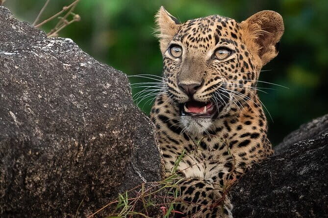 Half Day trip in Yala National Park - Starting Early for the Best Sightings