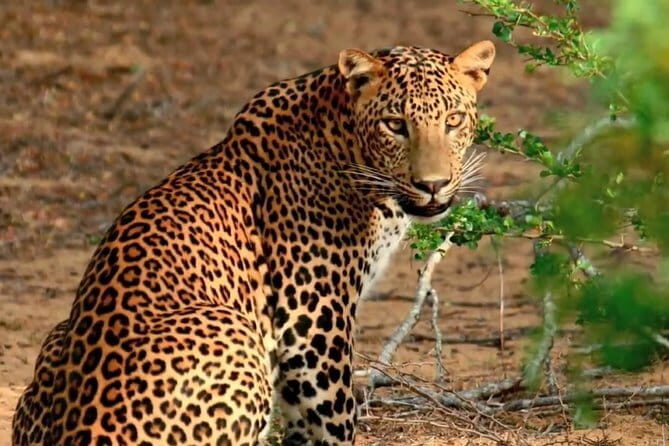 Half Day trip in Yala National Park - Food and Comfort