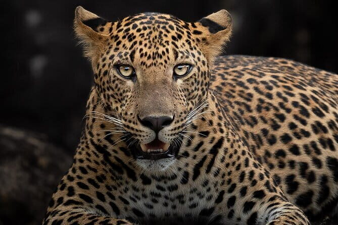 Half Day trip in Yala National Park - Practicalities and Logistics