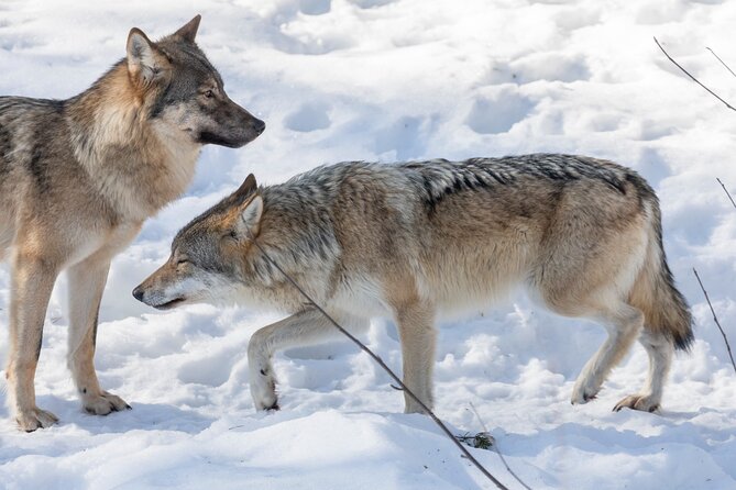 Half-Day Trip to Ranua Wildlife Park from Rovaniemi - Why This Tour Works Well