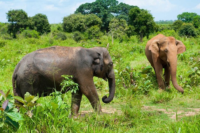 Half Day Udawalawe Safari from Kalutara (Entrance + Lunch) - Practical Details and Tips