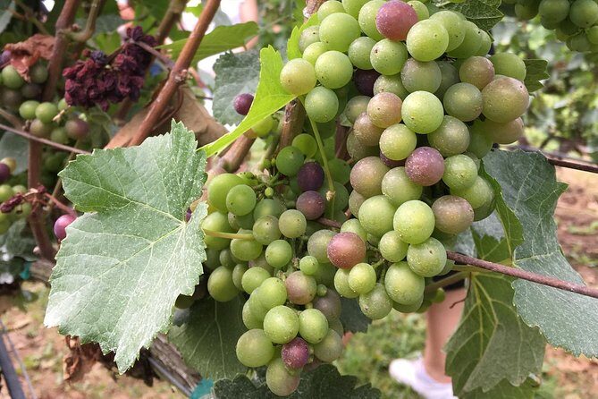 Half-Day Victoria to Cowichan Valley Wine Tour with Tastings - The Itinerary in Detail: What You Can Expect