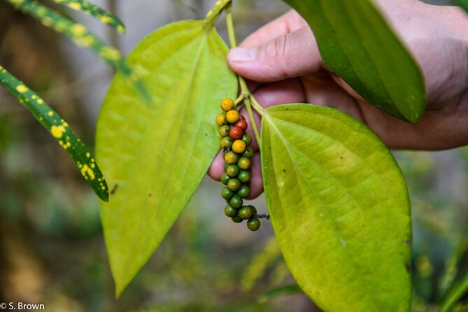 Half Day Village Houseboat Tour (from Cruise terminal in Kochi) - Practical Details and Tips