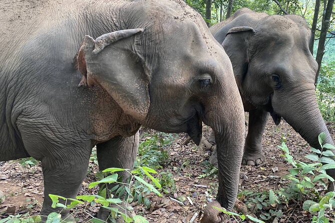 Half Day Visit Smile Elephant Chiang Mai - Final Thoughts: Who Will Appreciate This Tour?