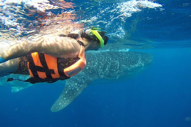 Half Day Whale Shark Tour From Playa del Carmen - Authentic Experiences and Guest Perspectives
