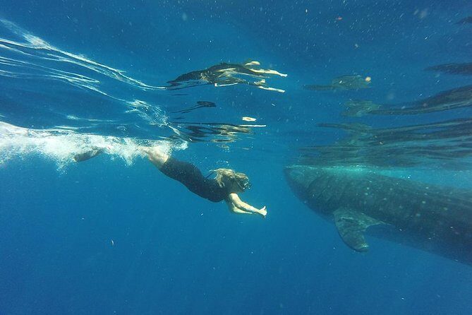 Half Day Whale Shark Tour From Playa del Carmen - Practical Details: How the Tour Works
