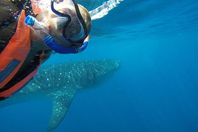 Half Day Whale Shark Tour From Playa del Carmen - The Sum Up: Is It Worth It?