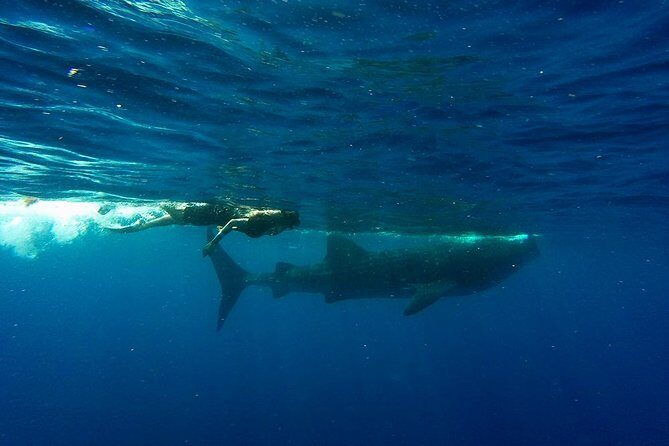 Half Day Whale Shark Tour From Playa del Carmen - FAQs
