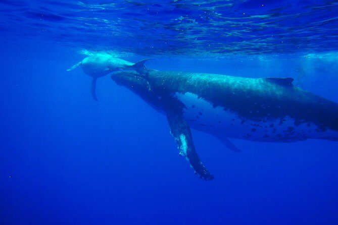 Half day whale tour 4h00 - Key Points