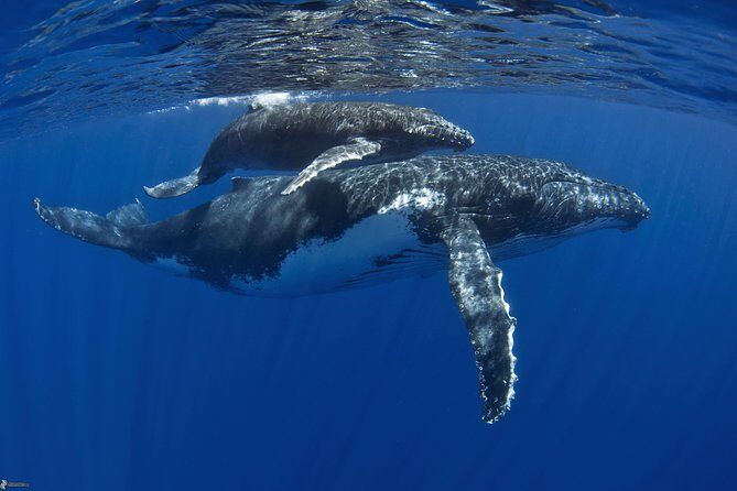 Half day whale tour 4h00 - The Value of the Experience