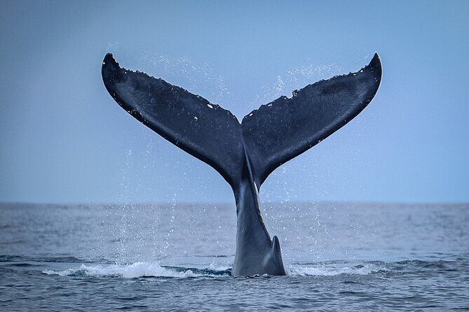 Half Day Whale Watching in a Small Shared Group - The Boat: The Iconic POTI MARARA