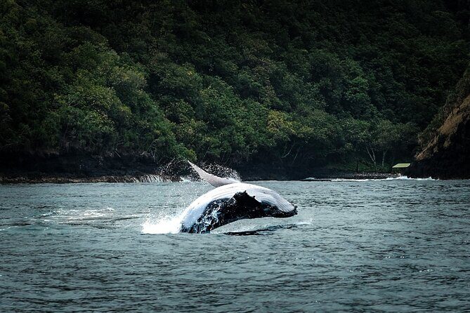 Half Day Whale Watching in a Small Shared Group - The Intimate Group and Its Impact on Your Experience