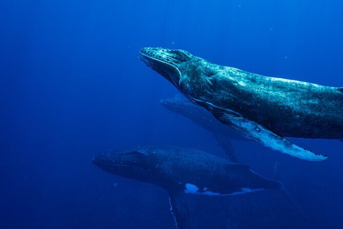 Half Day Whale Watching in a Small Shared Group - The Price and Its Value