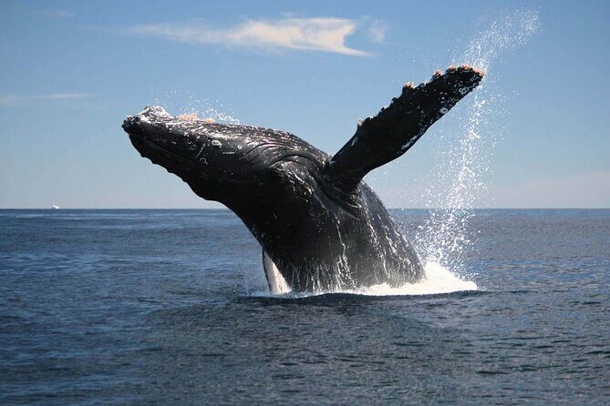 Half-Day Whale Watching Tour from Burnett Heads with Lunch - Key Points
