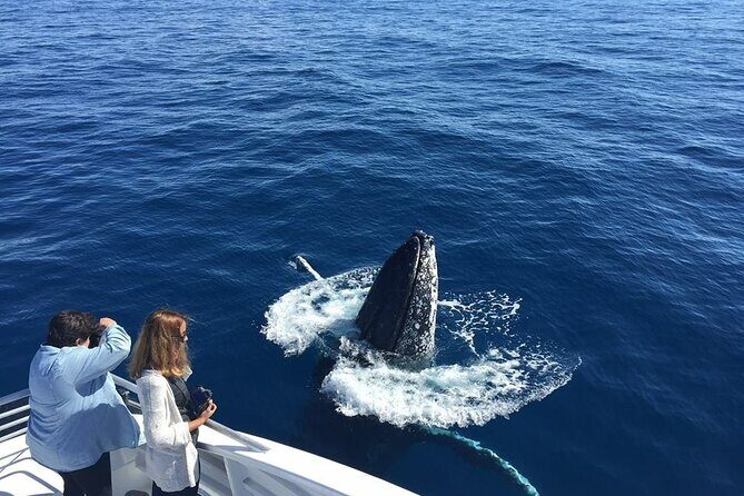 Half-Day Whale Watching Tour from Burnett Heads with Lunch - Why This Tour Works for Travel Lovers