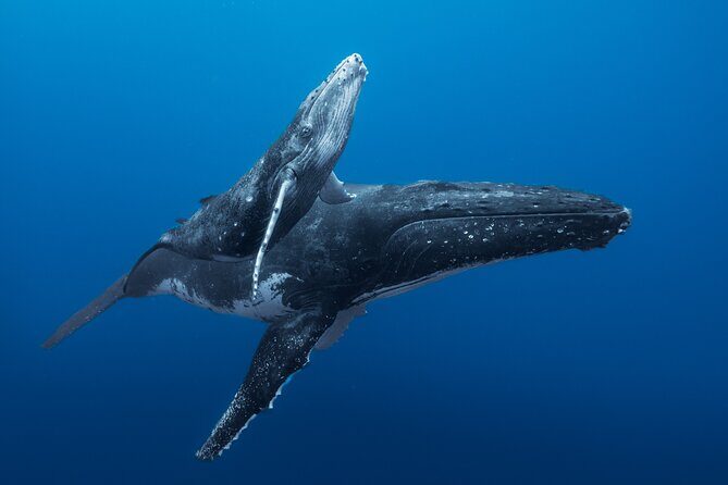 Half day Whales watching PRIVATE group - A Close-Up with Tahiti’s Majestic Humpback Whales: A Detailed Review