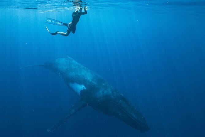 Half day Whales watching PRIVATE group - How the Tour Is Laid Out: A Typical Day