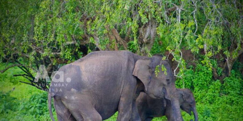 Half-Day Wild Safari in Yala National Park - Key Points