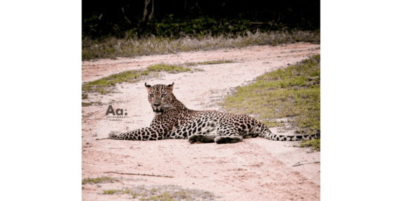 Half-Day Wild Safari in Yala National Park - The Experience Beyond the Sightings