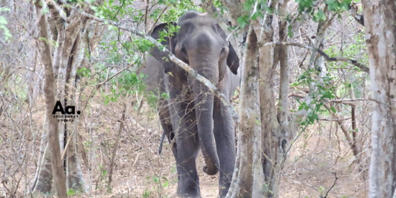 Half-Day Wild Safari in Yala National Park - FAQs