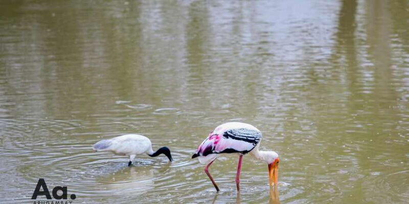 Half-Day Wild Safari in Yala National Park - Final Thoughts