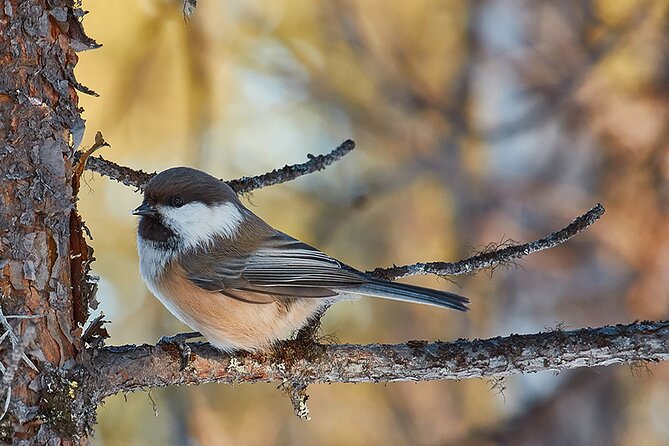 Half day Wildlife and Nature Photography - Photography Practice and Wildlife Hunting