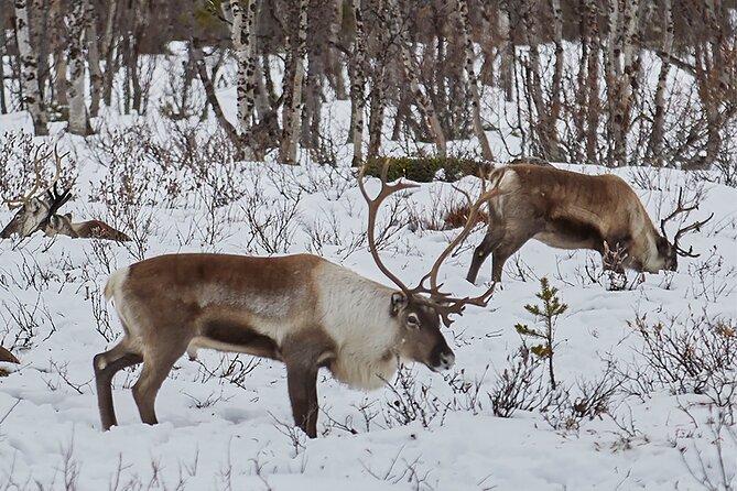 Half day Wildlife and Nature Photography - Who Will Enjoy This Tour?