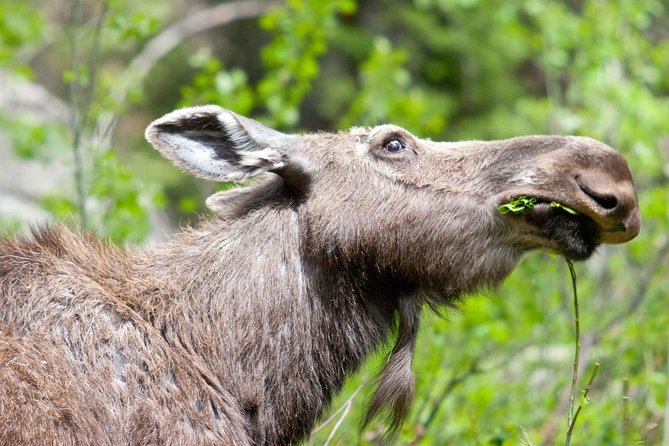 Half-Day Wildlife Safari Tour in Grand Teton National Park - The Details That Matter