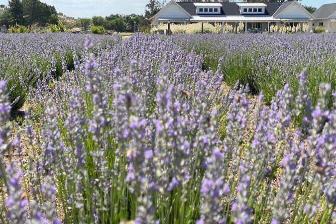 Half-day Wine and Olive Oil Tasting and Lavender Farm Tour - Key Points