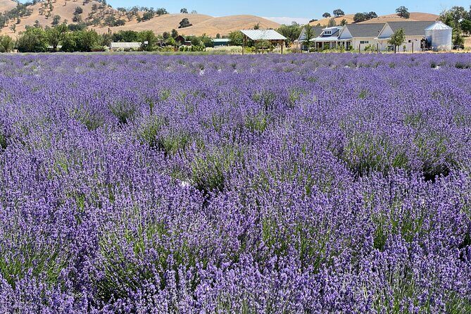 Half-day Wine and Olive Oil Tasting and Lavender Farm Tour - A Scenic Journey into California’s Rural Charm