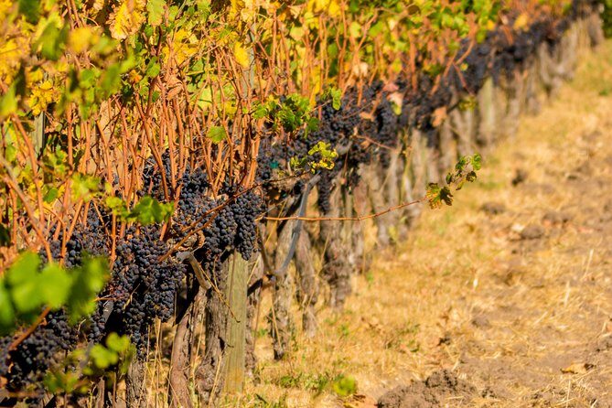 Half-Day Wine Country Tour from San Francisco - The Sum Up