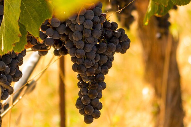 Half-Day Wine Country Tour from San Francisco - FAQs
