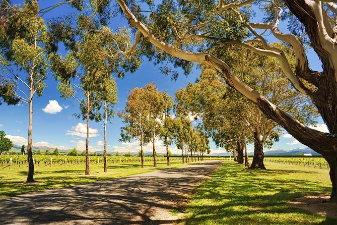 Half-Day Wine Tour from Blenheim - Transportation and group size