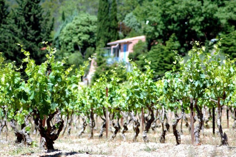 Half-Day Wine Tour in Andalusia in small group - FAQ Section