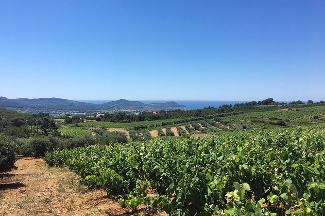 Half Day Wine Tour in Bandol & Cassis From Aix En Provence - Winery Visit 1: Cassis
