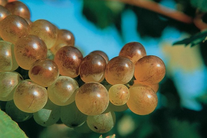 Half Day Wine Tour in Bandol & Cassis From Aix En Provence - Winery Visit 2: Bandol