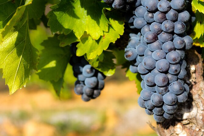 Half-Day Winery and Wine Tasting Guided Walking Tour - Exploring the Itinerary: What to Expect