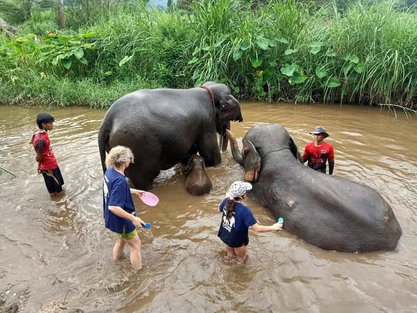 Half-day with CHIANGMAI ELEPHANT CARE program (12pm-6pm.) - Key Points