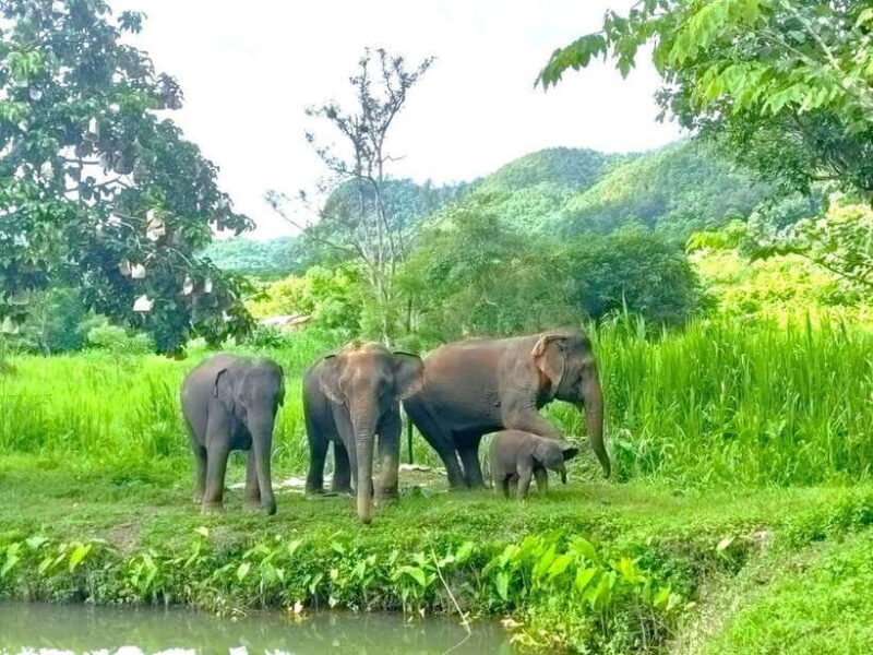 Half-day with CHIANGMAI ELEPHANT CARE program (12pm-6pm.) - Why This Tour Stands Out