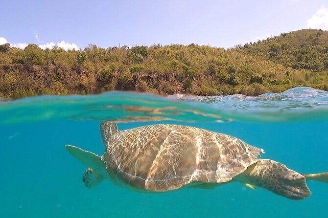 Half or Full-Day Private Boat Charter from St. John or St. Thomas - Key Points