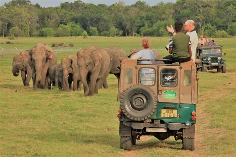 HalfDay Jeep Safari in Minneriya National Park - Key Points