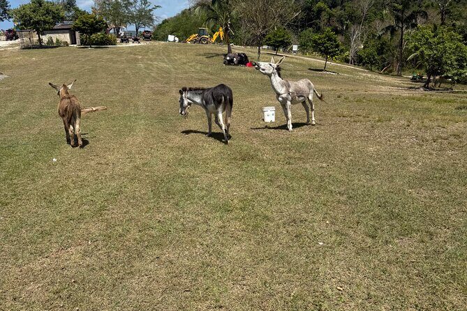 Halfmoon resort and spa private airport transfer - What Do Travelers Say?