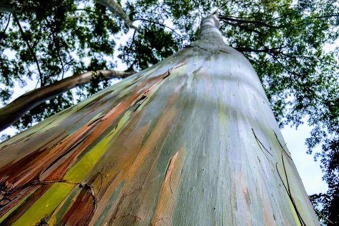 Halfway to Hana Tour of Maui Black Sand Beach Waterfalls Turtles - Final Thoughts: Is This Tour Worth It?