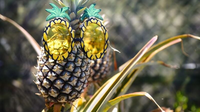 Hali'imaile: Pineapple Farm Tour - What Does the Itinerary Look Like?