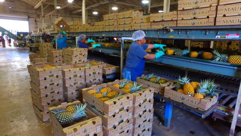 Hali'imaile: Pineapple Farm Tour - Why This Tour Offers Great Value