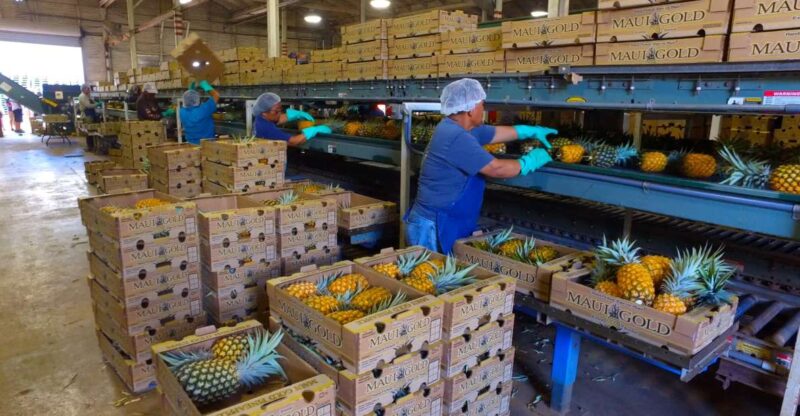 Hali'imaile: Pineapple Farm Tour - Final Thoughts: Who Is This Tour Perfect For?