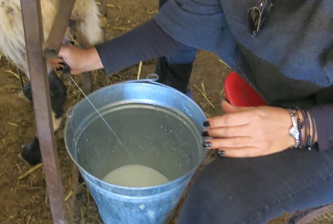 Halloumi Heaven: Cheese-Making Class & Troodos Mountain Villages 8h - Guest Reviews and Feedback